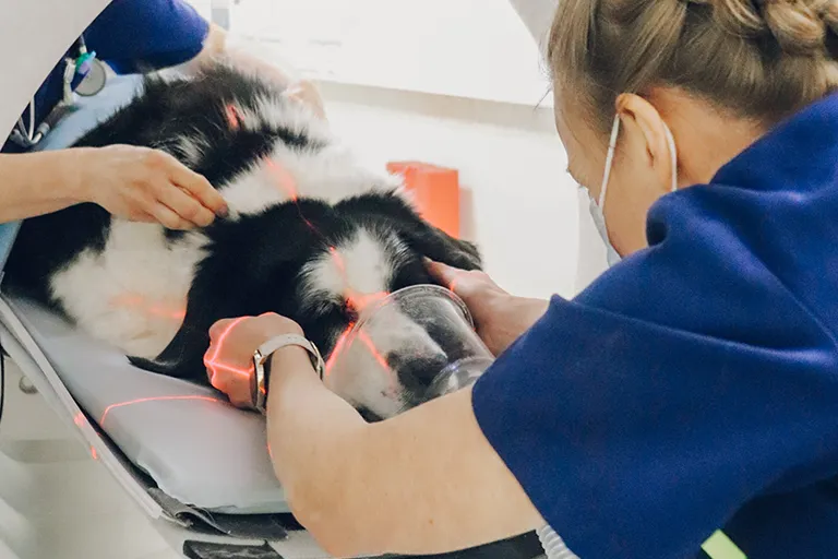 Imagerie médicale vétérinaire | IRM, radiographie, échographie